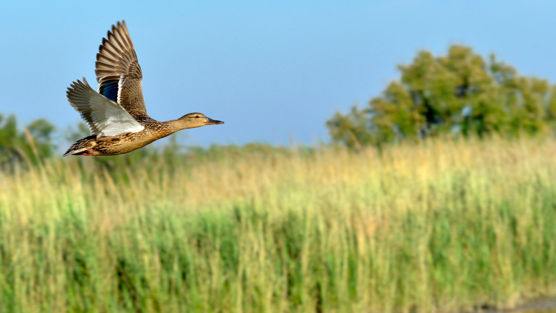 Le spécialiste du canard Colvert - France Colvert